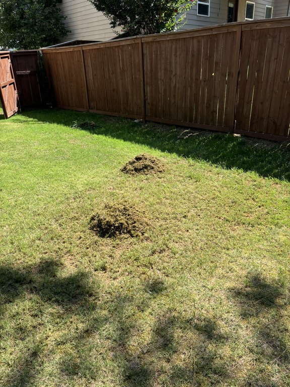 Get Rid of Moss in Your Yard - Expert Lawn Care in Dallas, GA